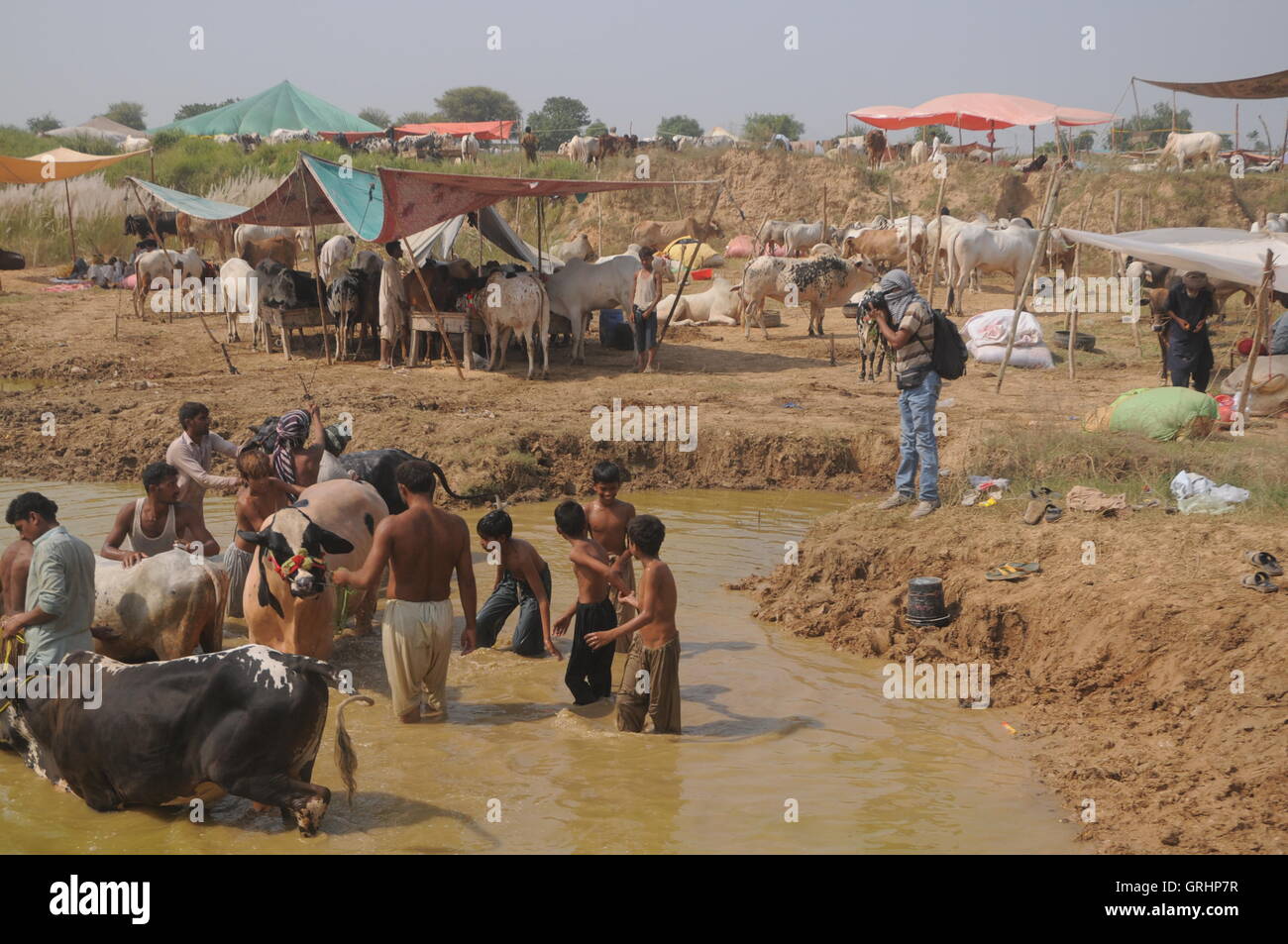 Islamabad, Pakistan. 07th Sep, 2016. The "Sacrifice Feast" also known ...