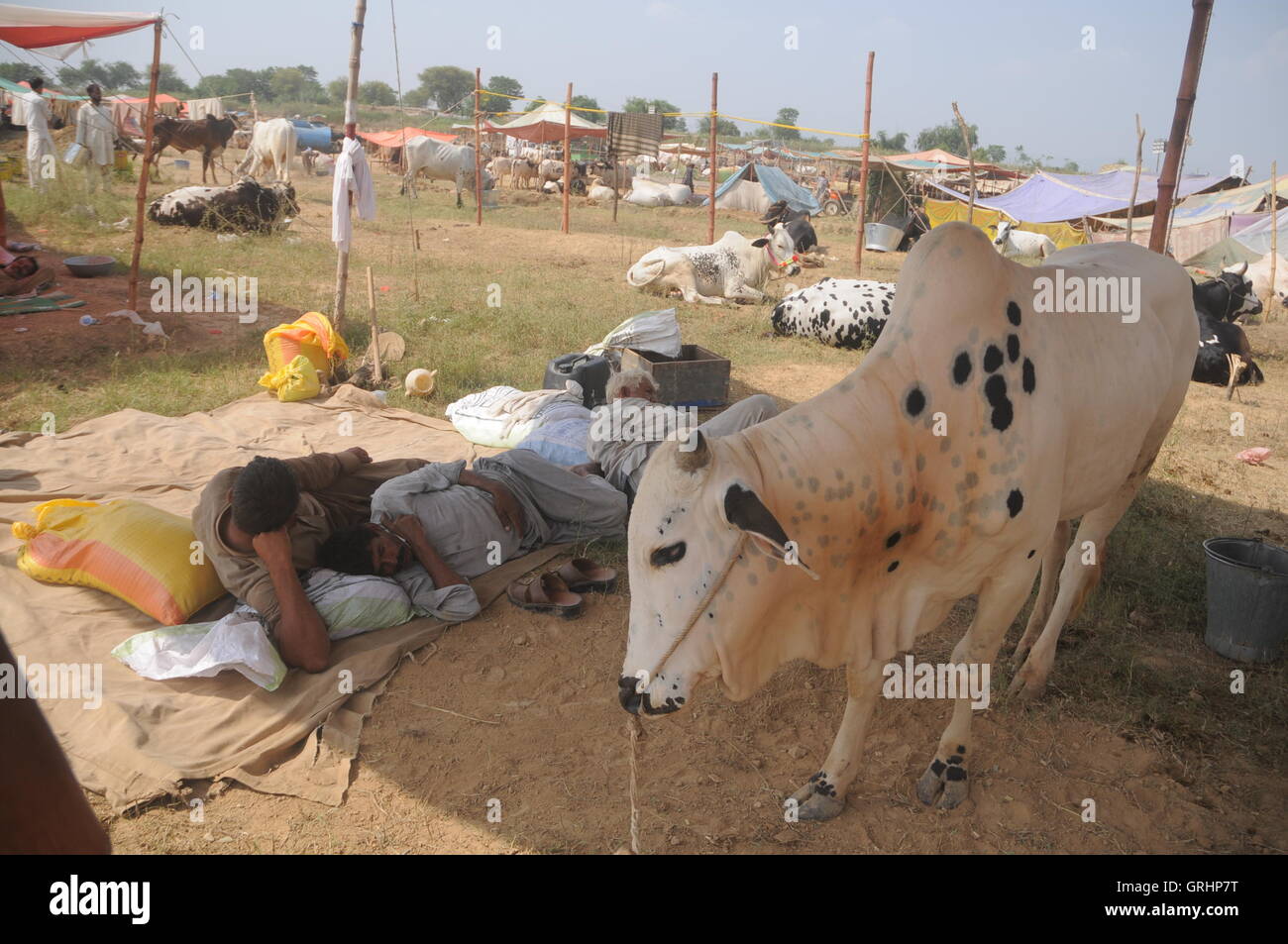 Islamabad, Pakistan. 07th Sep, 2016. The "Sacrifice Feast" also known ...