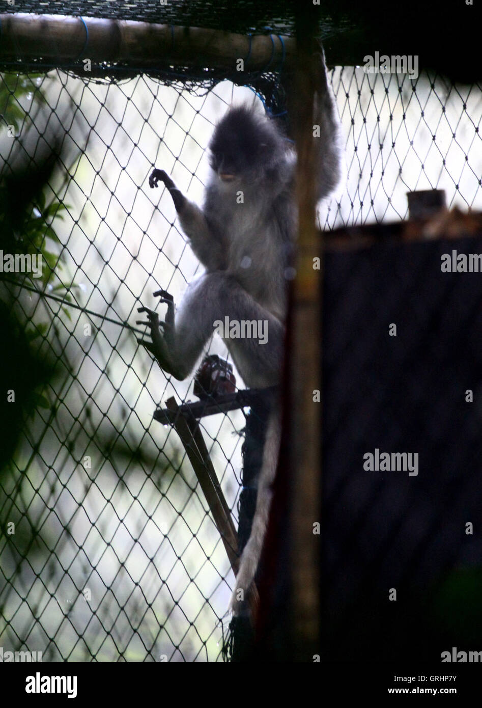 Bandung, Indonesia. 07th Sep, 2016. The release of primates Javan ...