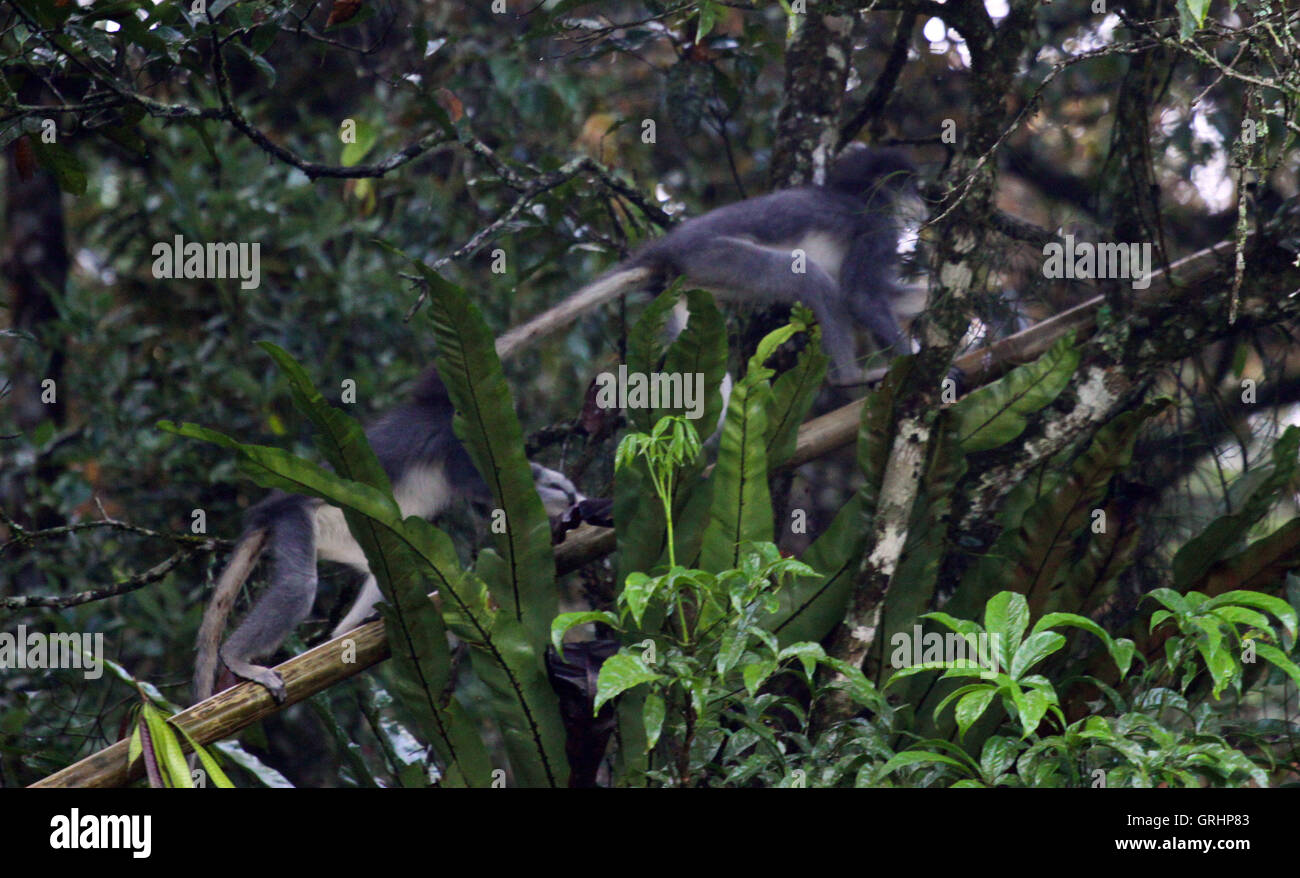 Presbytis comata hi-res stock photography and images - Alamy