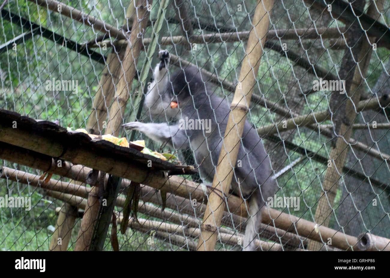 Bandung, Indonesia. 07th Sep, 2016. The release of primates Javan ...