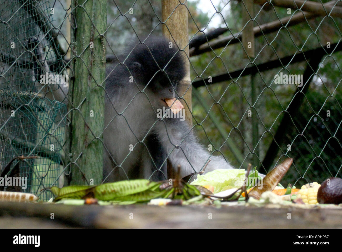 Bandung, Indonesia. 07th Sep, 2016. The release of primates Javan ...