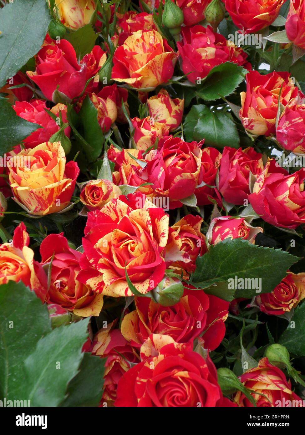 Bunch of Yellow and Red Roses Stock Photo - Alamy