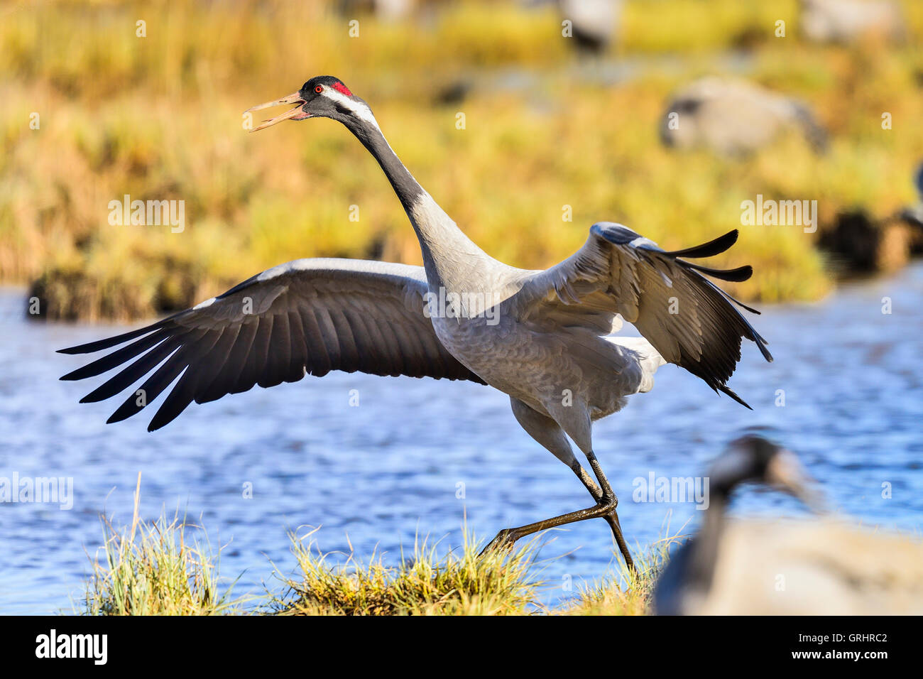 Running crane hi-res stock photography and images - Alamy