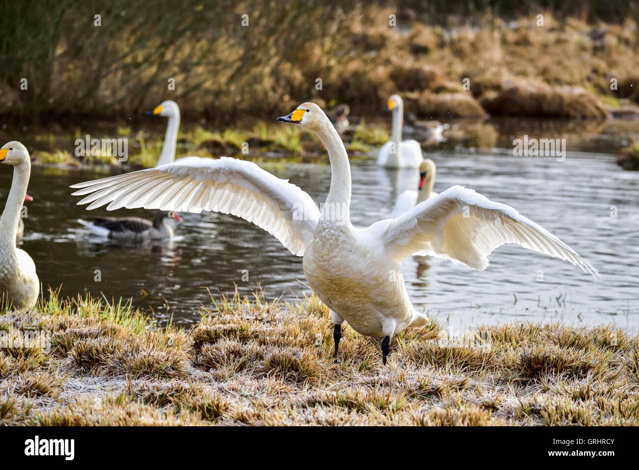 Whooper swan hi-res stock photography and images - Alamy