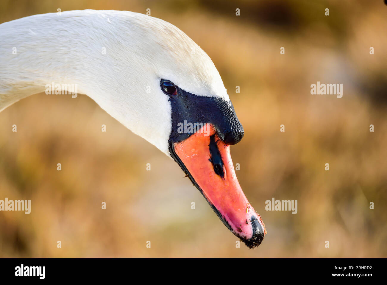 Swan face hi-res stock photography and images - Alamy