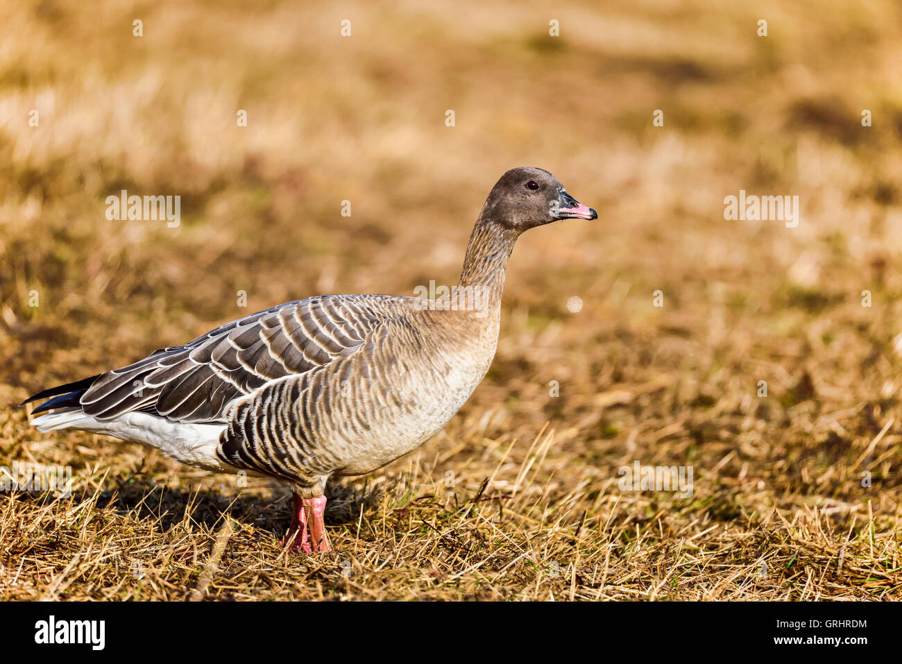 Colorful Goose Stock Photos & Colorful Goose Stock Images - Alamy