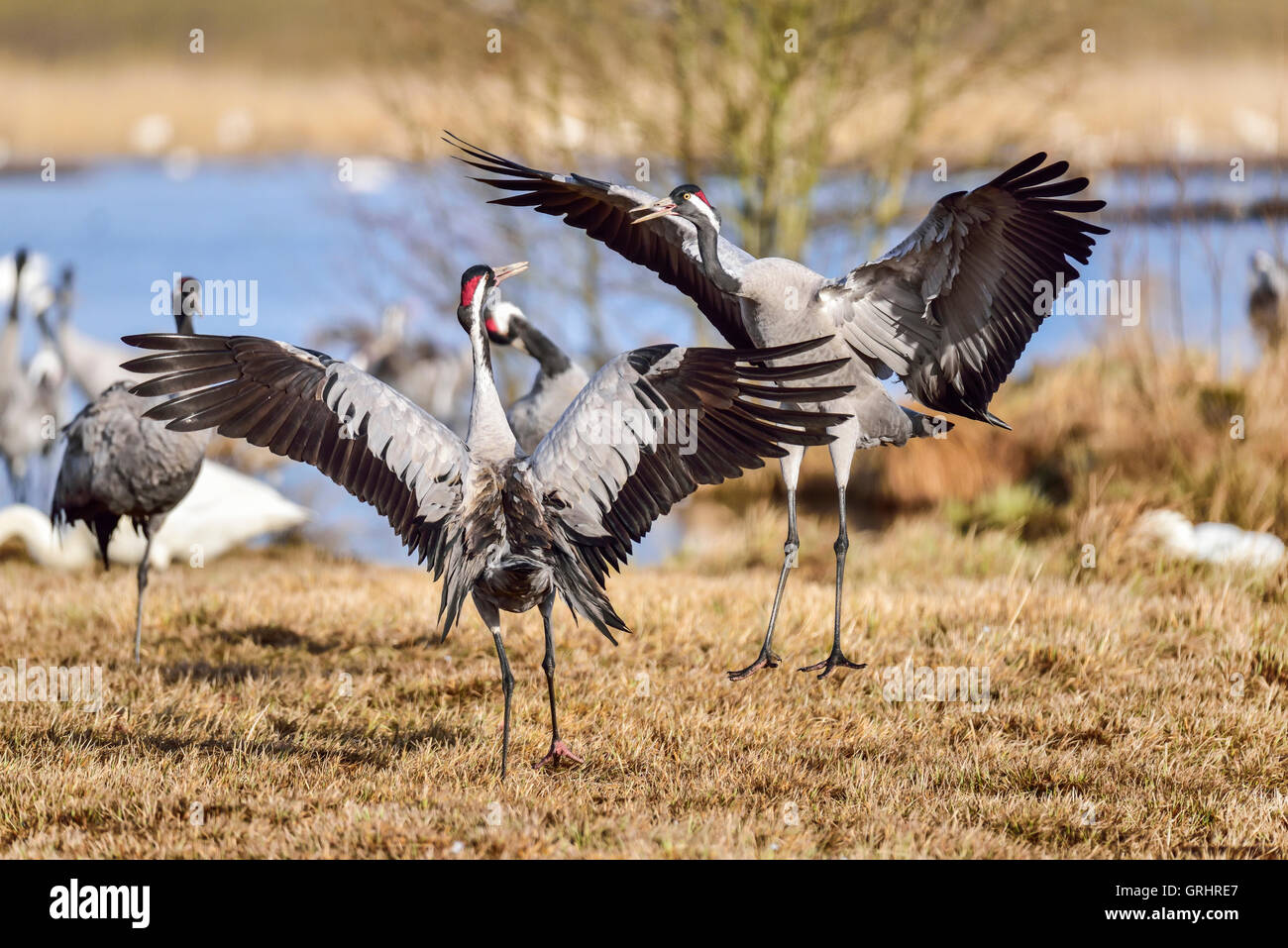 Angry crane hi-res stock photography and images - Alamy