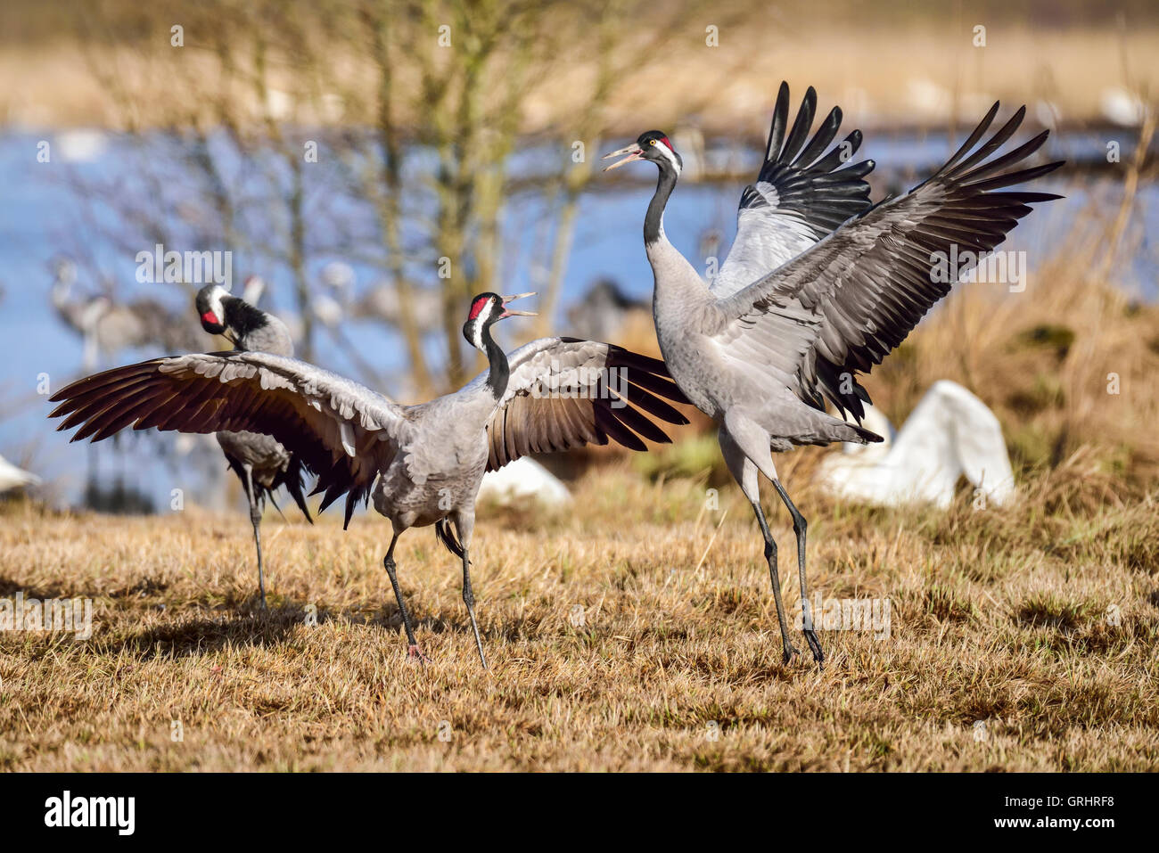 Crane bird fight hi-res stock photography and images - Alamy
