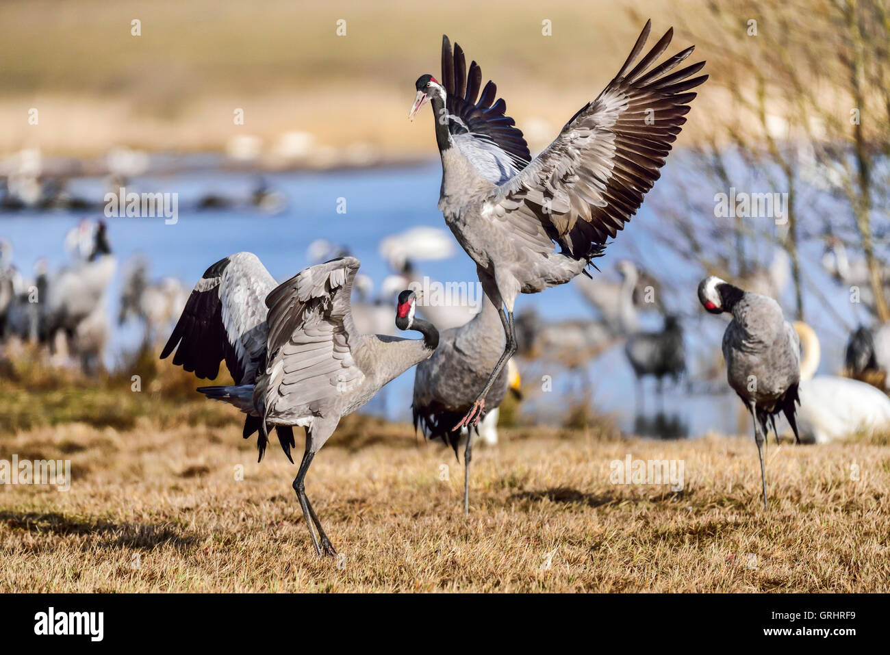 Angry crane hi-res stock photography and images - Alamy