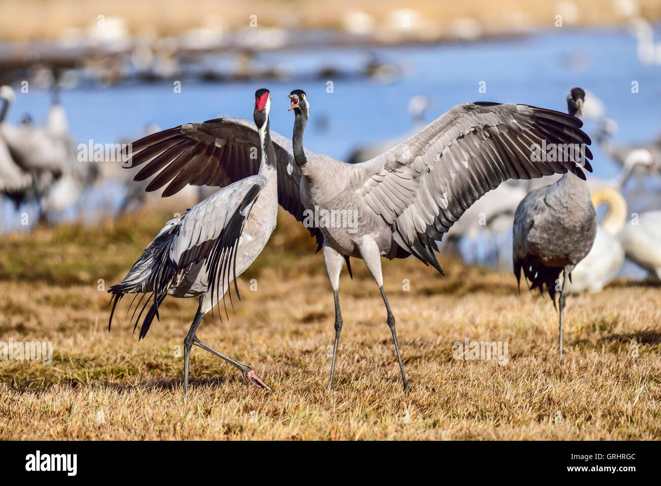 Screaming crane hi-res stock photography and images - Alamy