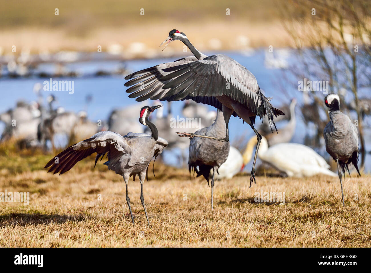 Angry crane hi-res stock photography and images - Alamy