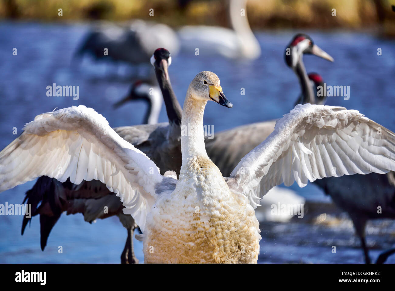 Whooper swan hi-res stock photography and images - Alamy