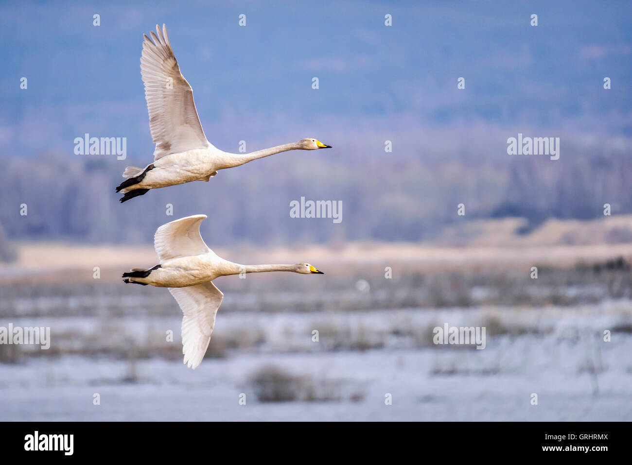 Swan wingspan hi-res stock photography and images - Alamy