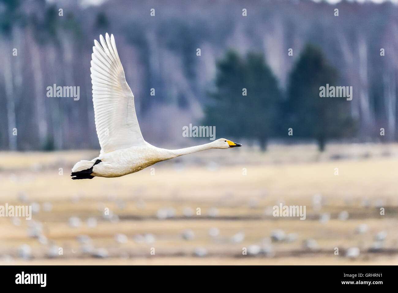 Swan wingspan hi-res stock photography and images - Alamy