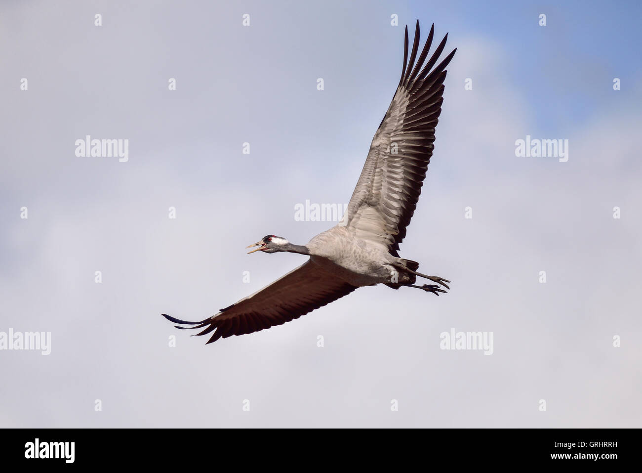 Crane fly wings hi-res stock photography and images - Alamy