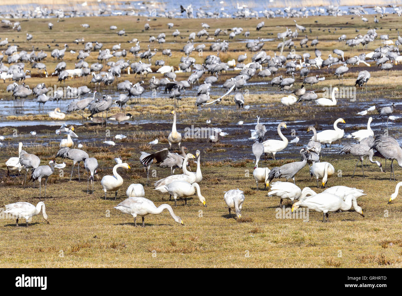 Eurasian Crane and Wooper Swan migration gathering Stock Photo - Alamy