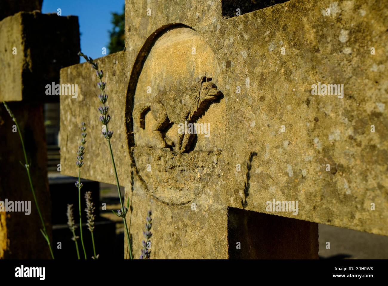 Wolf cemetery hi-res stock photography and images - Alamy