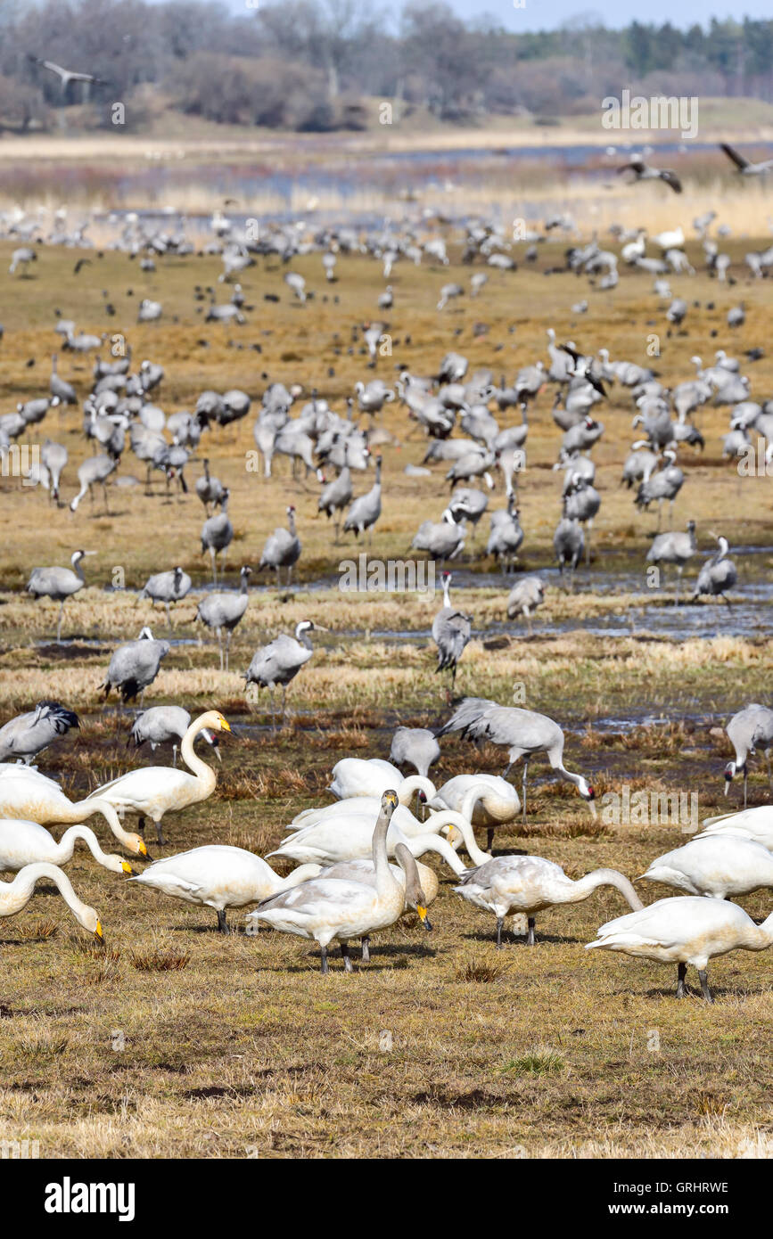 Common crane migration hi-res stock photography and images - Alamy