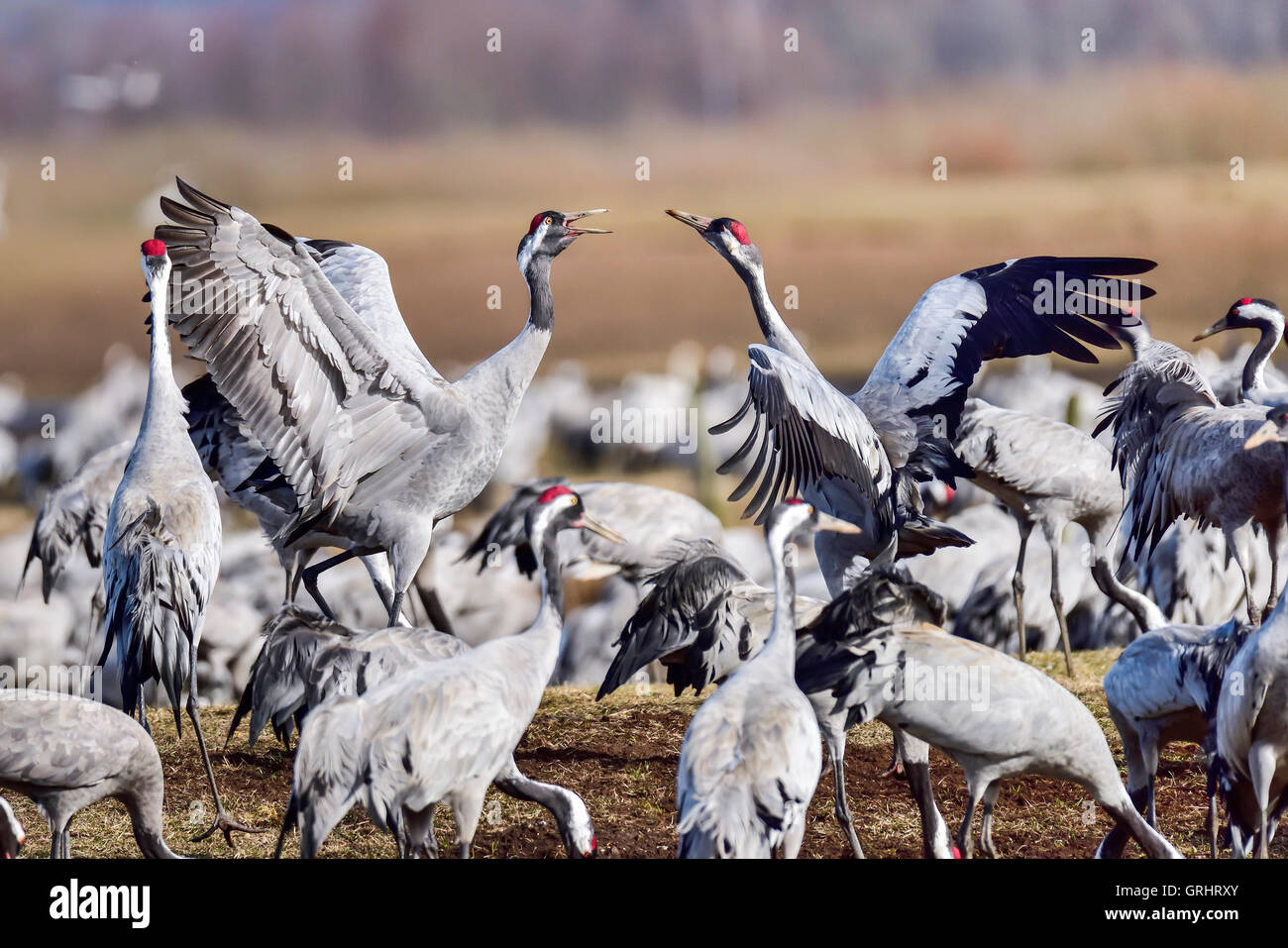 Angry crane hi-res stock photography and images - Alamy