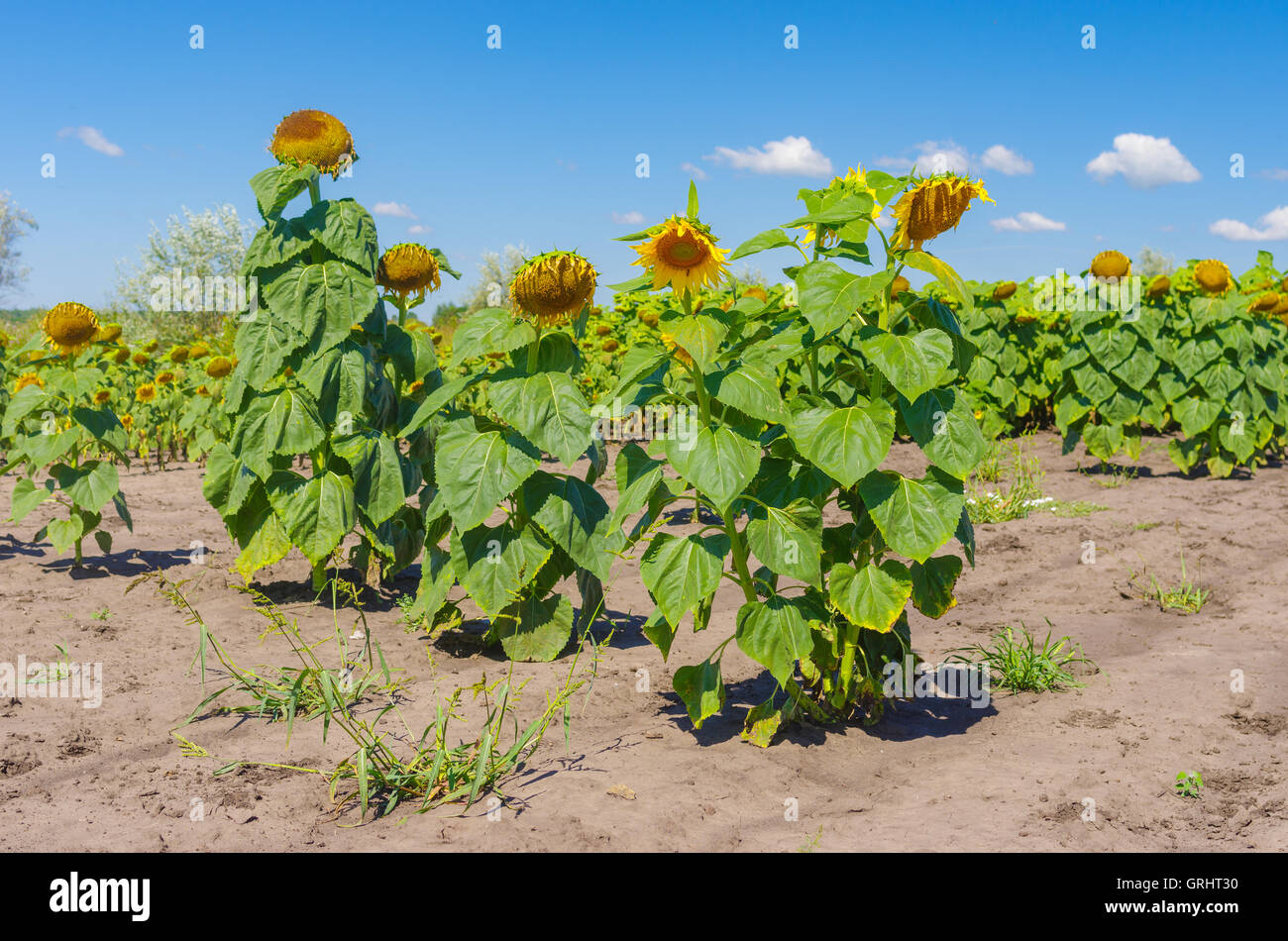 Sunflower's family in summer agricultural field in Ukraine Stock Photo ...