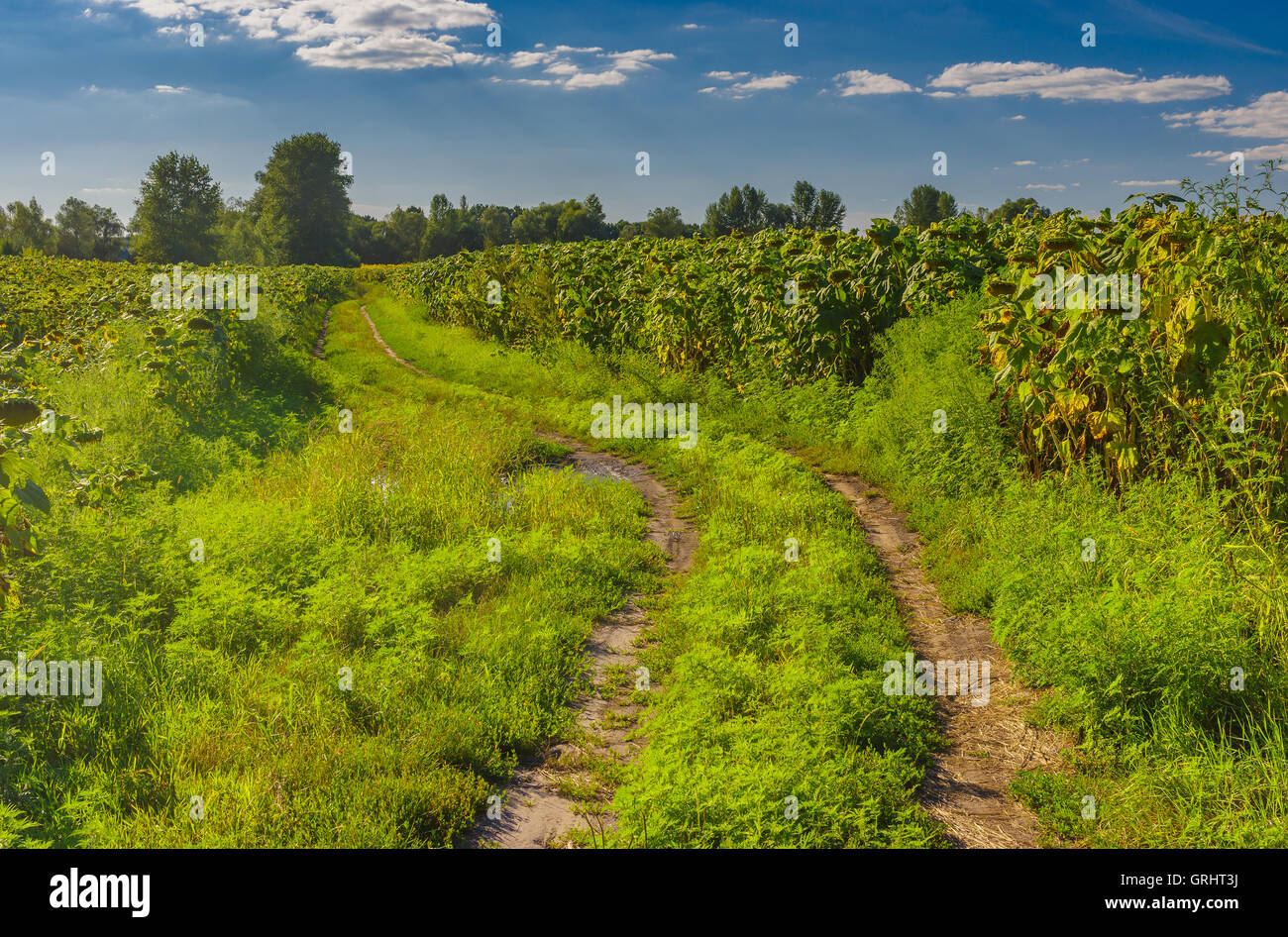 Evening landscape with dirty road between sunflowers fields in central ...