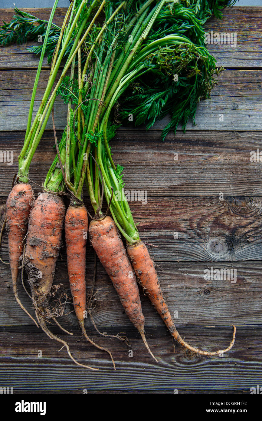 Bunch of orange carrots fresh with dirt on old rustic wood background ...