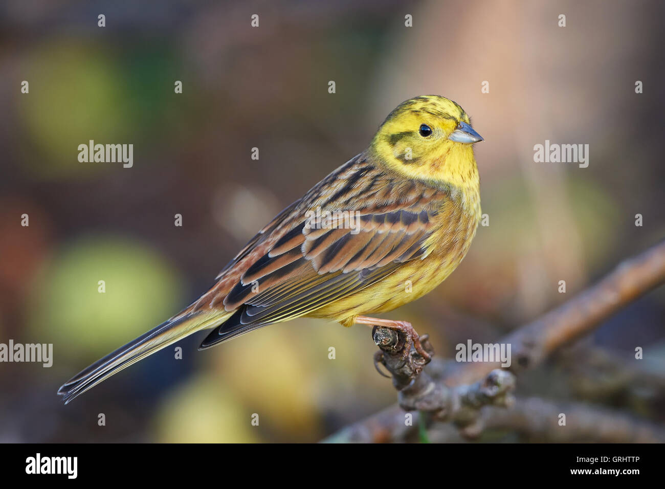 Yellowhammer fauna hi-res stock photography and images - Alamy