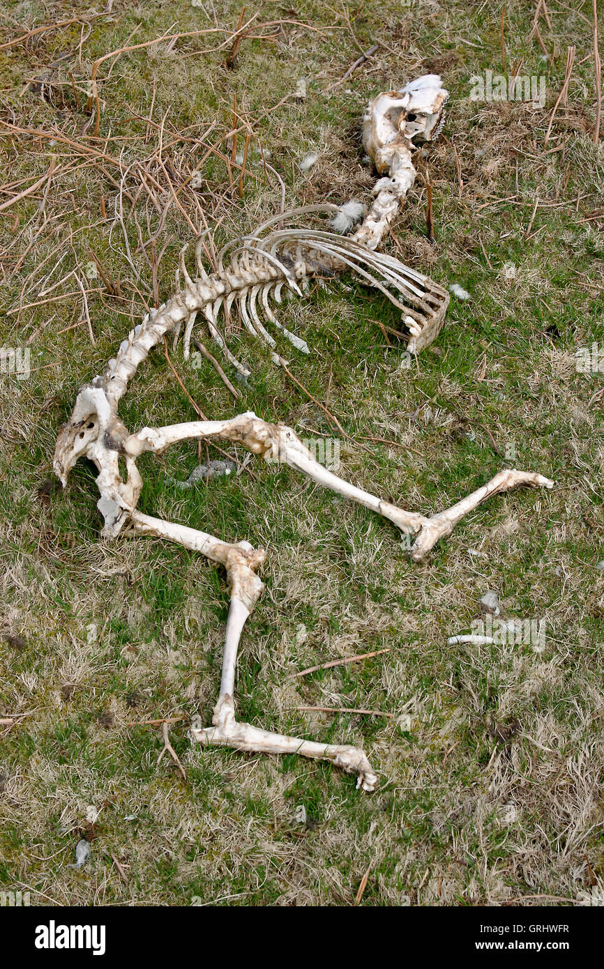 Sheep Skeleton