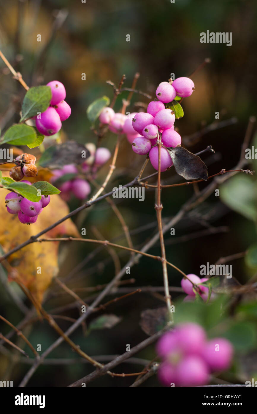 pink snowberry - natural bird food in winter / snowberry Stock Photo ...