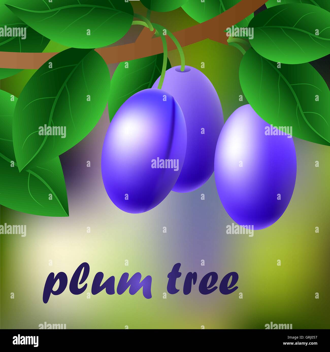 Blue-black, juicy, sweet plums on a branch for your design. Vector ...