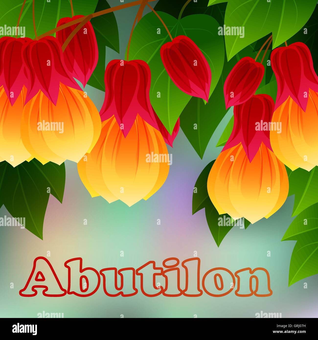 Abutilon pictum Stock Vector Images - Alamy