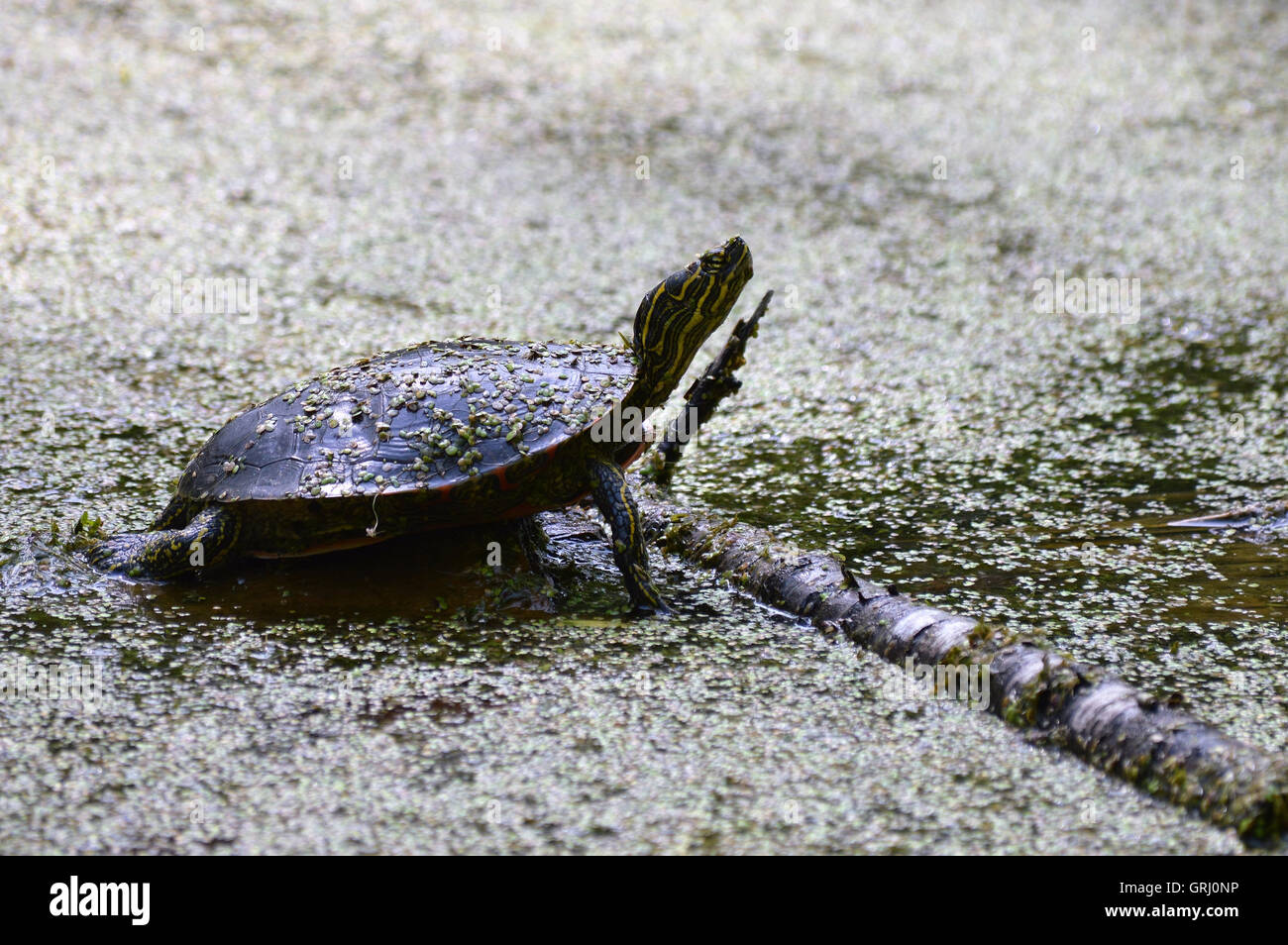 Turtle in the Pond Stock Photo - Alamy