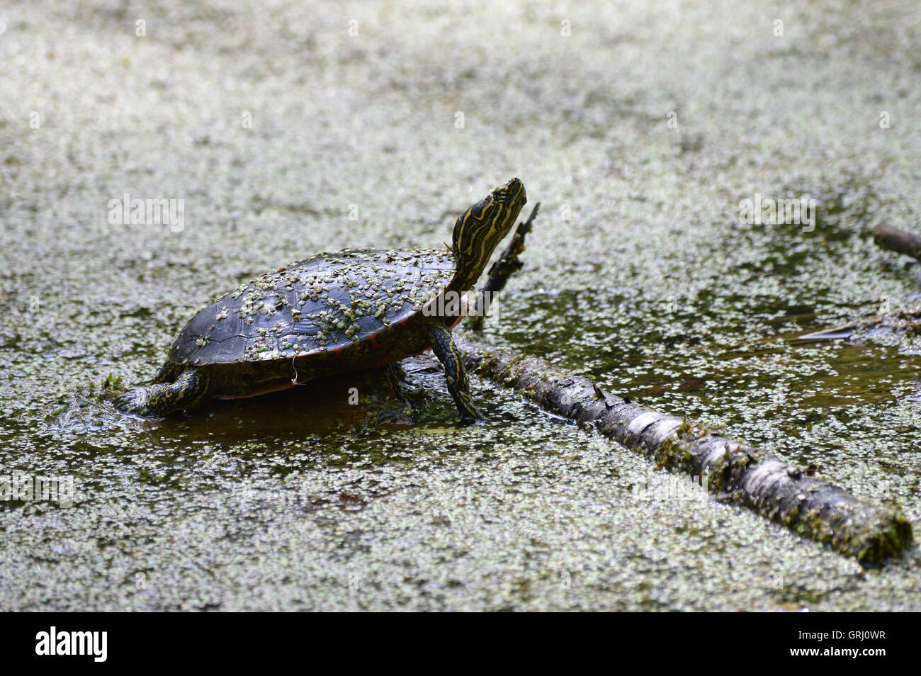 Turtle in the Pond Stock Photo - Alamy