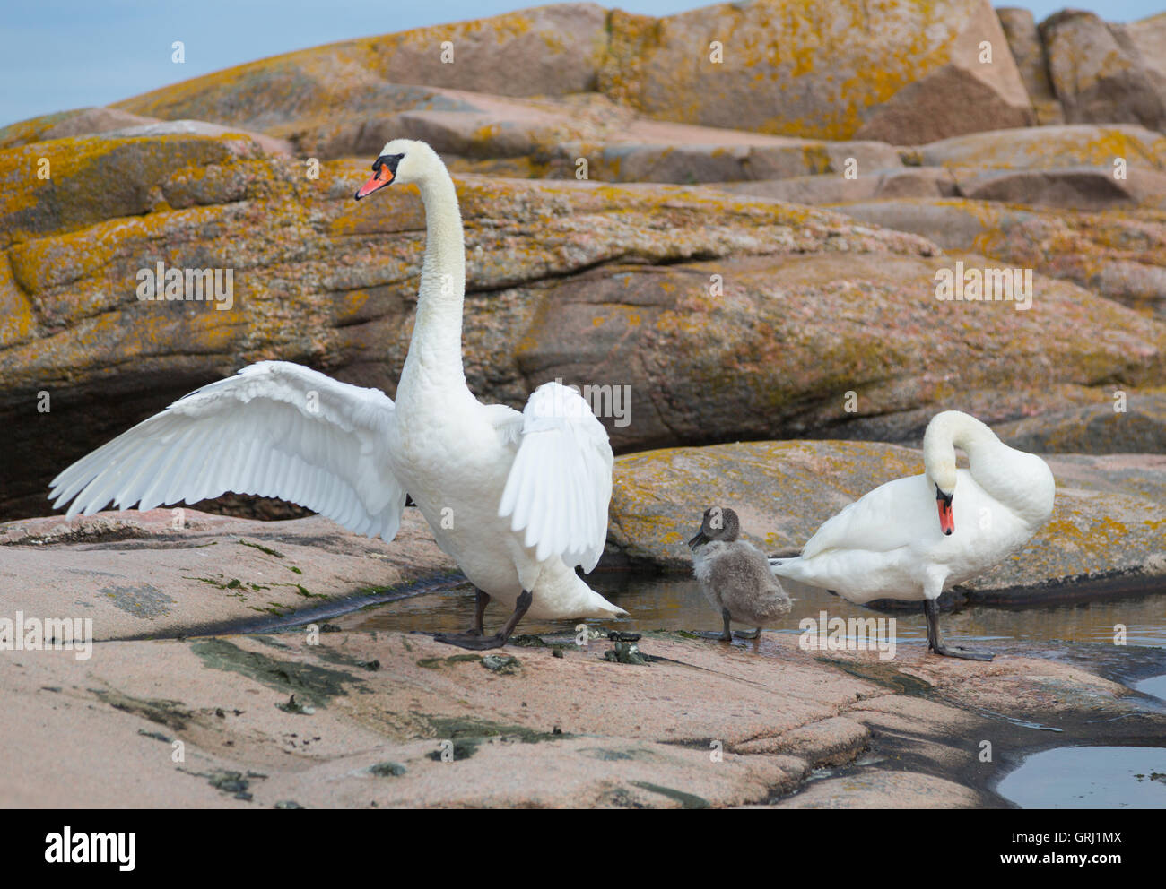 Grey granite rocks hi-res stock photography and images - Alamy