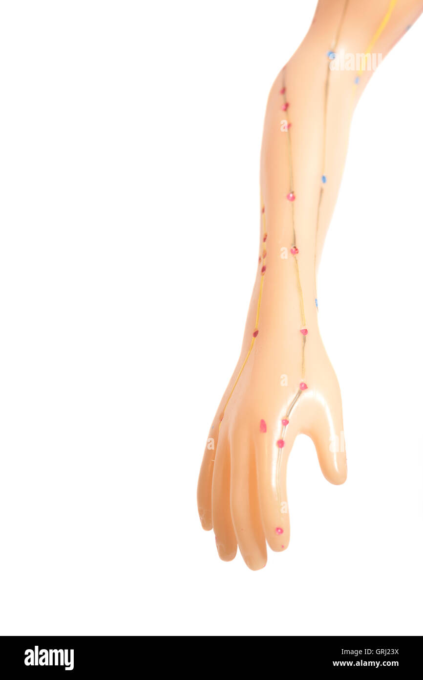 Medical acupuncture model of human hand isolated on white background ...