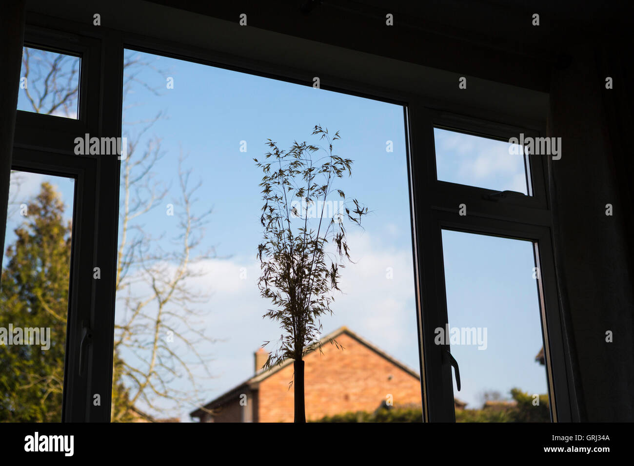 View trhough a house window to the garden outside Stock Photo - Alamy