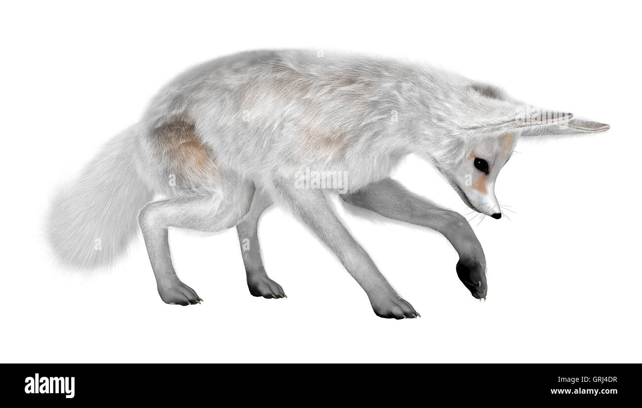 3D rendering of a fennec fox isolated on white background Stock Photo ...
