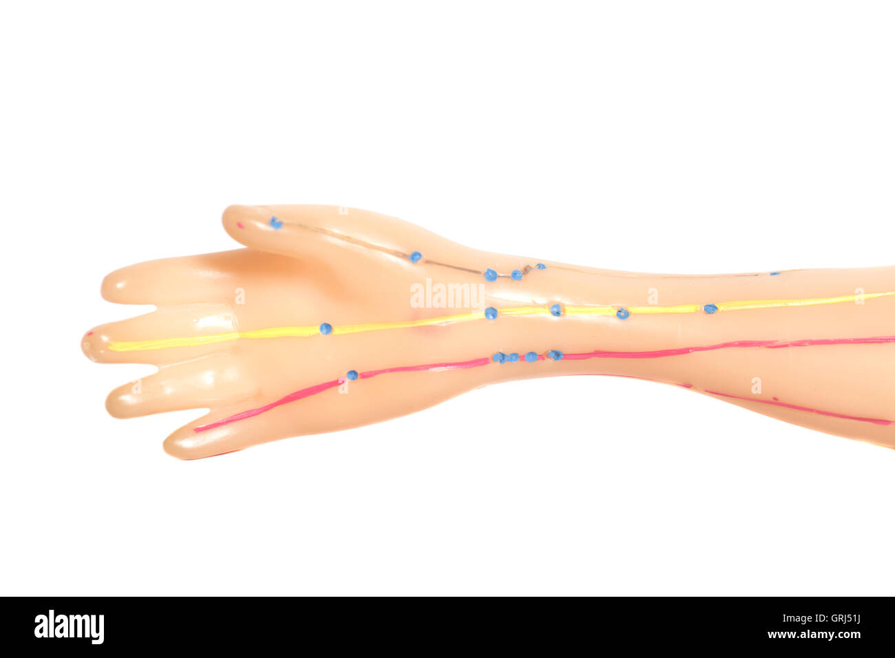 Medical acupuncture model of human hand isolated on white background ...