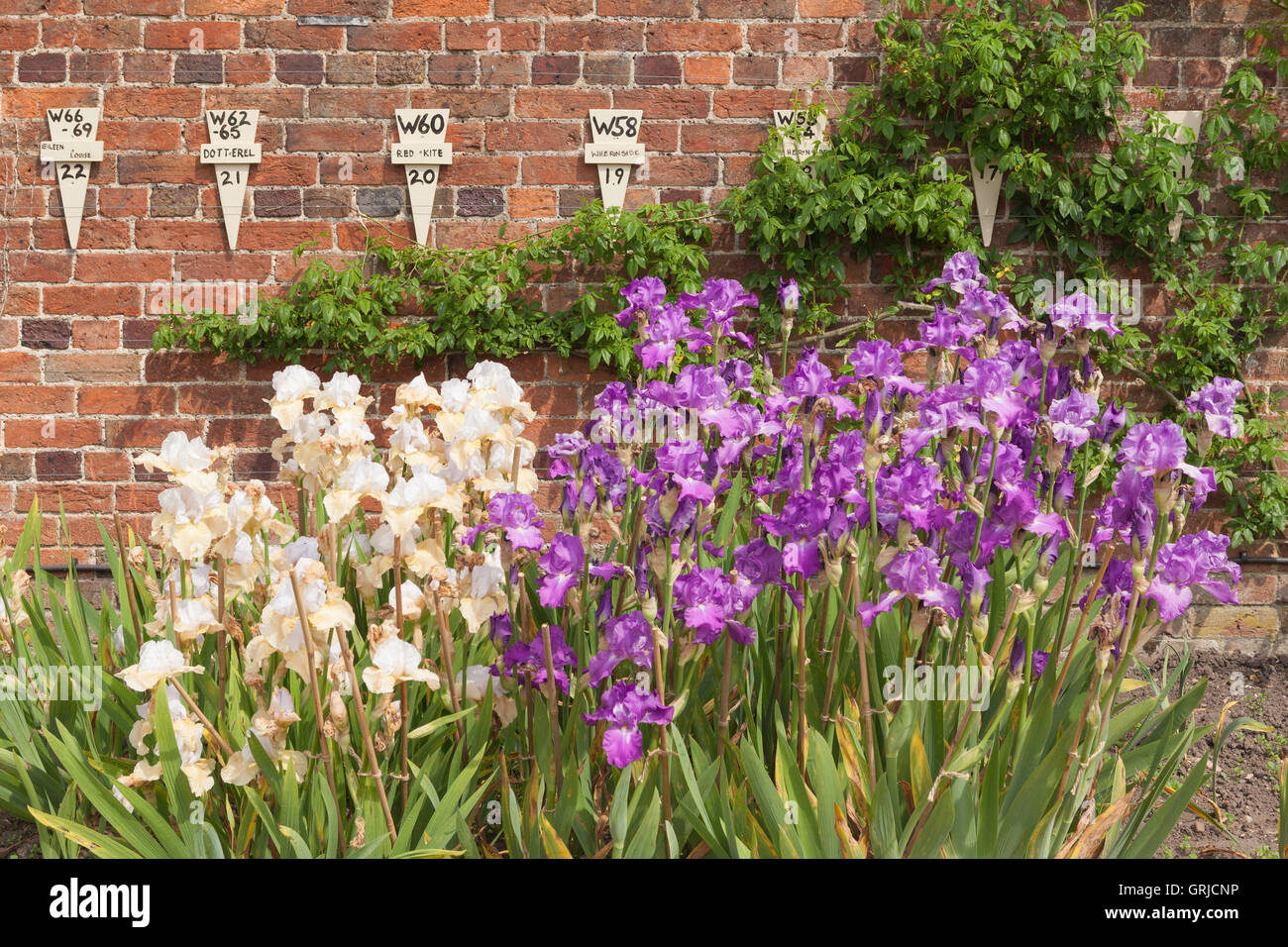 Iris collection hi-res stock photography and images - Alamy