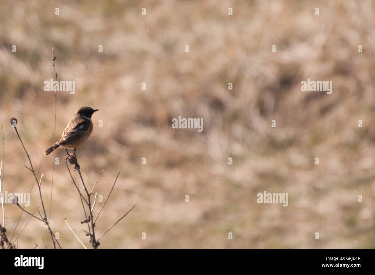 Adult stonechat hi-res stock photography and images - Alamy
