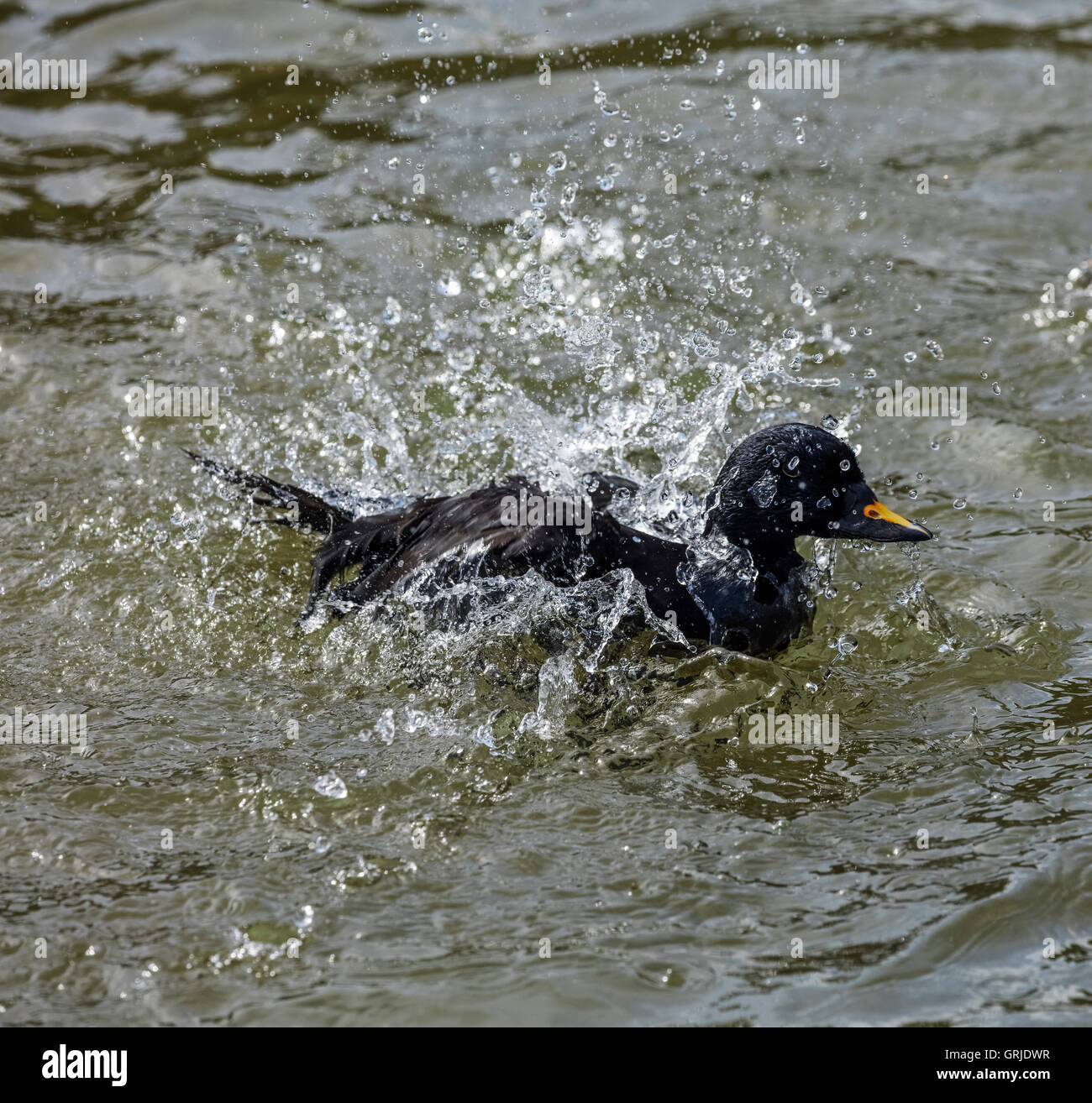 Common scoter hi-res stock photography and images - Alamy