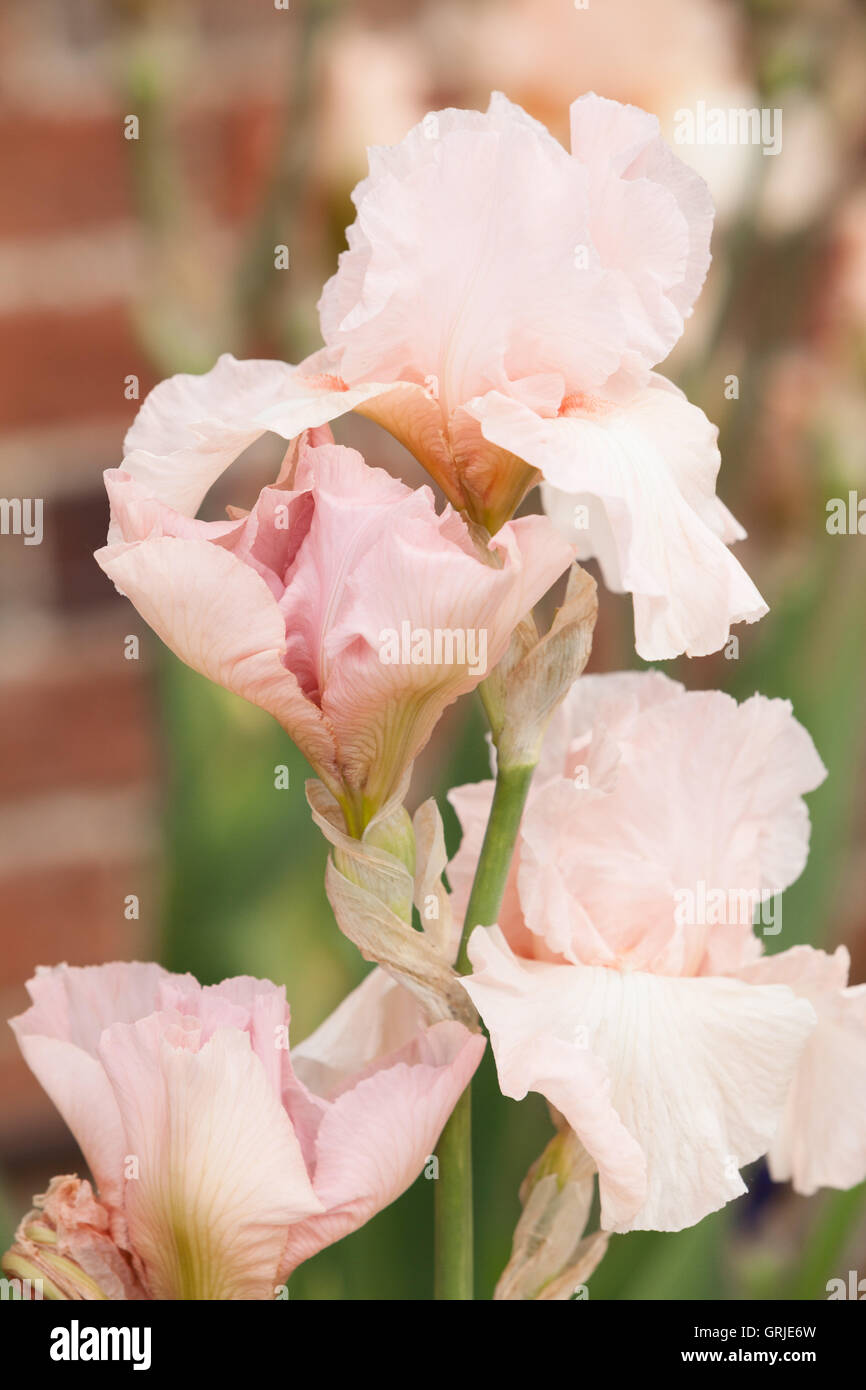 Bryan dodsworth iris collection hi-res stock photography and images - Alamy