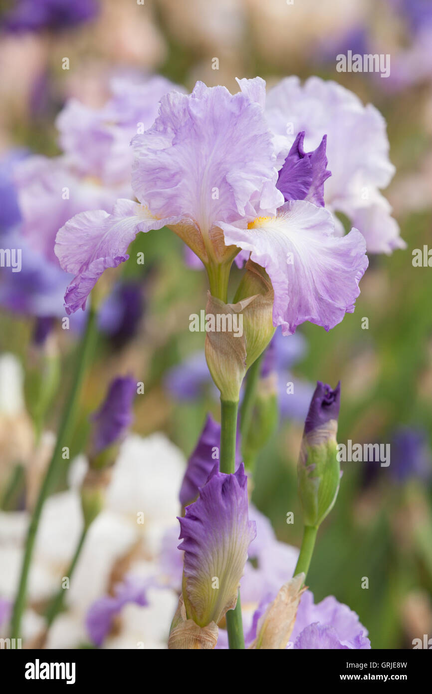 Iris 'Annabel Jane', part of the Bryan Dodsworth Iris Collection ...