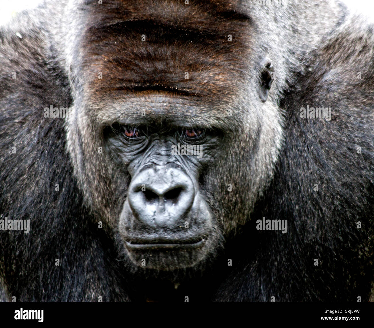 Western Lowland Gorilla (Silverback Stock Photo - Alamy