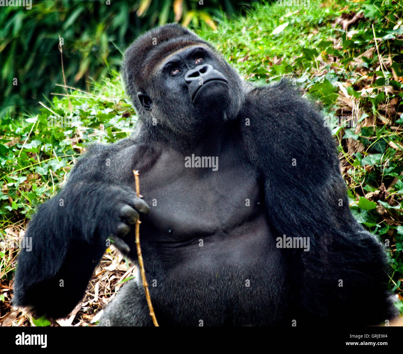 Male Western Lowland Gorilla (Silverback Stock Photo - Alamy