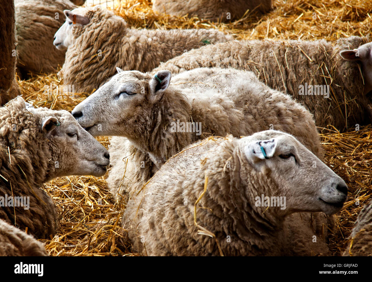 Sheep in barn during lambing Stock Photo - Alamy