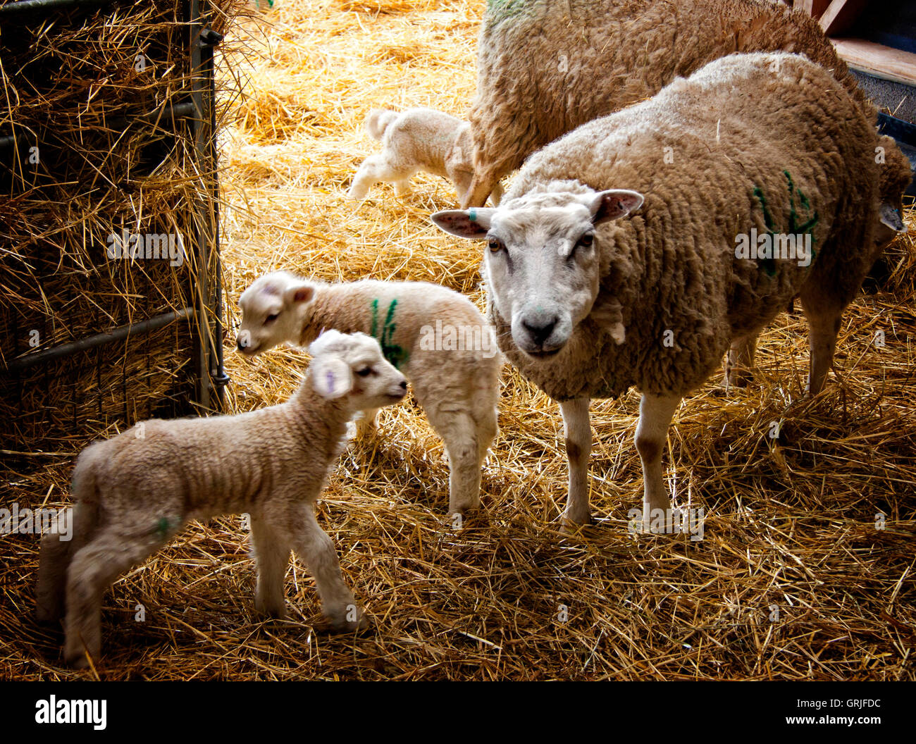 Sheep in barn during lambing Stock Photo - Alamy