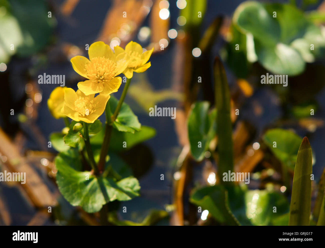 Marsh Marigolds flowering Stock Photo - Alamy