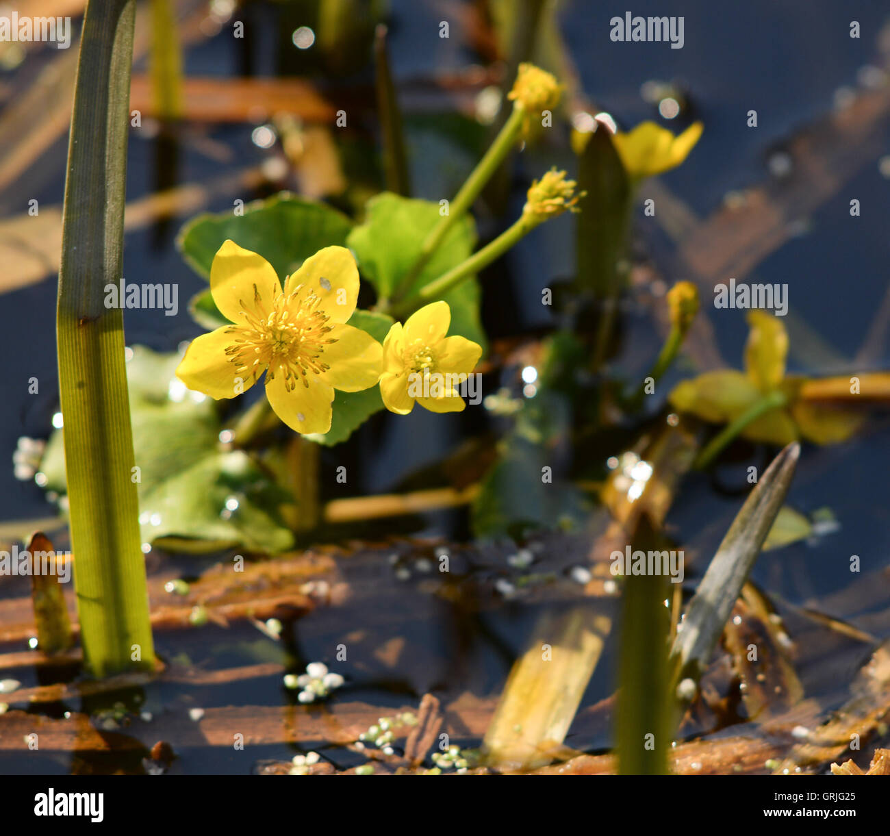 Marsh Marigolds flowering Stock Photo - Alamy